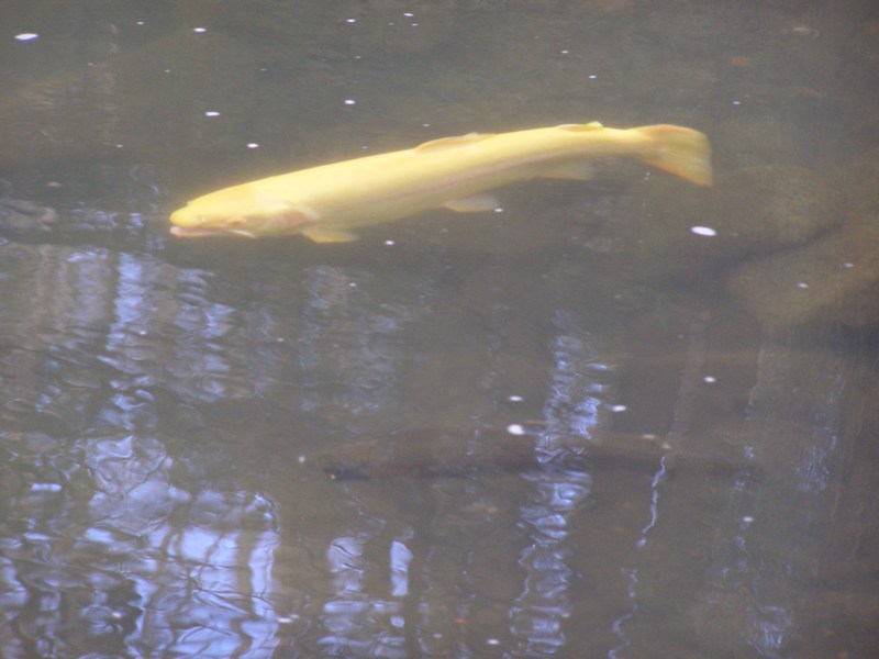 Yellow Creek Trout Club, Inc.