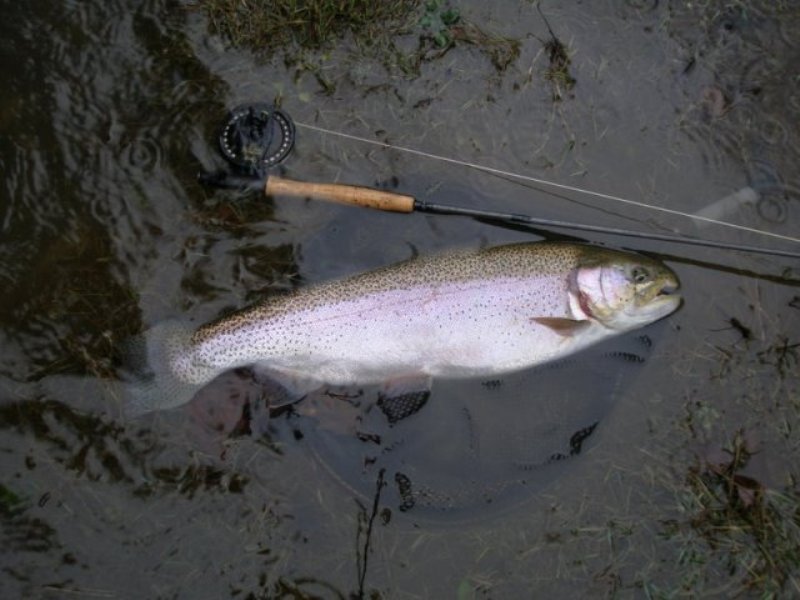 Yellow Creek Trout Club, Inc.
